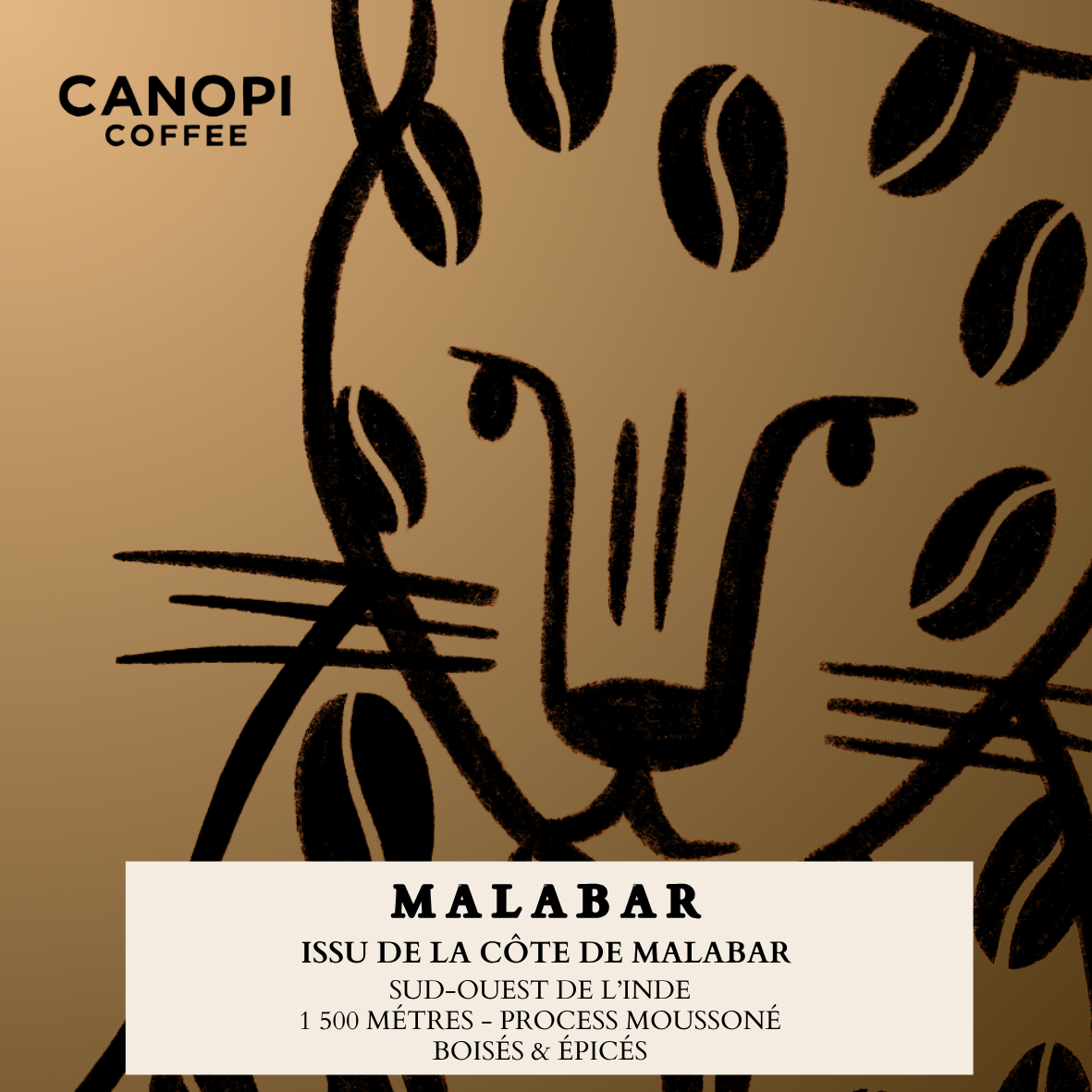 MALABAR - INDE – Canopi Coffee